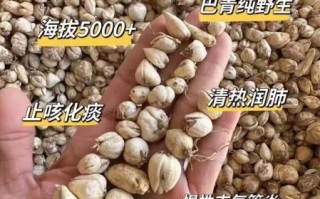 贝母价格是多少钱一克_川贝母多少钱一克