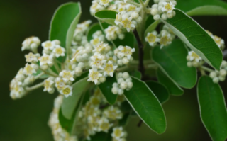 牛筋木图片_牛筋木是什么树