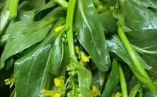 广东菜心什么时候播种_广东菜心种植技术