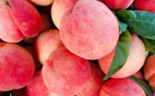 桃子品种大全_桃子图片怎么拍才好看