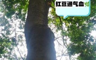 红豆沙树能治什么病_红豆沙树药用功效