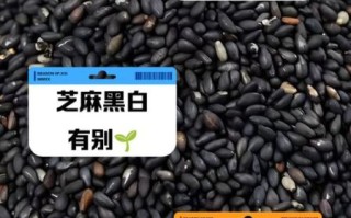 白芝麻和黑芝麻的营养区别_哪个更适合补钙