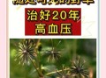 降血压最好的方法_降血压偏方大全