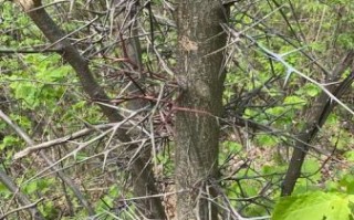 皂角树种植骗局_如何识别