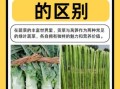 贡菜和莴笋的区别_贡菜是莴笋干吗