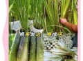 茭白种植利润怎么样_每亩能赚多少钱