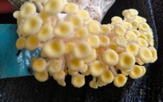 黄金菇栽培技术_黄金菇种植常见问题