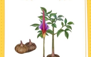 魔芋品种有哪些_如何区分魔芋图片