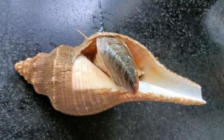 角螺怎么做好吃_角螺的营养价值有哪些