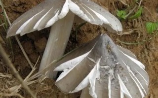 野生鸡枞菌怎么保存_野生鸡枞菌多少钱一斤