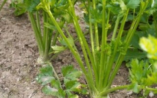 芹菜长什么样子_芹菜叶子和茎的区别