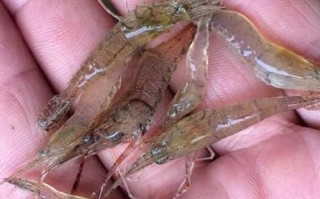 河虾养殖技术_河虾养殖赚钱吗