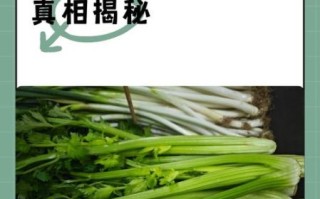 芹菜伤肾是真的吗_长期吃芹菜对肾的危害