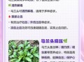 马兰头根煮水有什么功效_马兰头根煮水怎么喝才有效