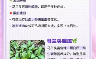 马兰头根煮水有什么功效_马兰头根煮水怎么喝才有效