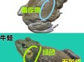 牛蛙和青蛙的区别是什么_牛蛙和青蛙哪个更好吃