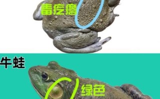 牛蛙和青蛙的区别是什么_牛蛙和青蛙哪个更好吃