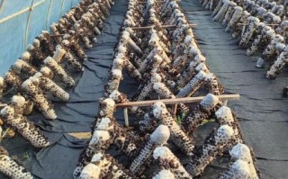 香菇种植技术_香菇种植利润怎么样