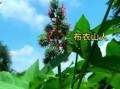蓖麻毒素最简单的提取_蓖麻毒素提取方法