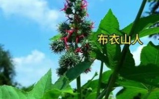 蓖麻毒素最简单的提取_蓖麻毒素提取方法