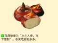 冬菇马蹄是什么_冬菇马蹄的功效与作用