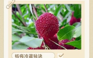 杨梅怎么保存_新鲜杨梅能放多久