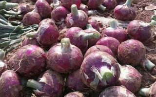 洋葱头官网怎么下载_洋葱头官网打不开怎么办