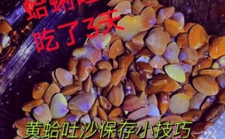 花蛤怎么吐沙子快_花蛤吐沙最快的方法