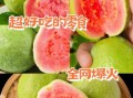 草莓丝瓜芭乐未满十八岁能吃吗_草莓丝瓜芭乐适合青少年吗