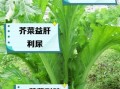 芥菜的营养价值及功效与作用_芥菜怎么吃最健康