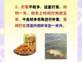 钓鲤鱼用什么饵料最好_绝杀饵配方揭秘