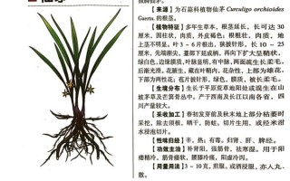 仙茅补肾壮阳多久见效_仙茅能提高性功能吗