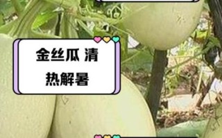 金丝瓜可以生吃吗_生吃金丝瓜安全吗