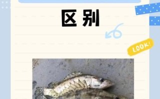 淡水桂花鱼多少钱一斤_淡水桂花鱼价格行情