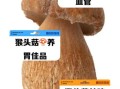新鲜猴头菇怎么吃最好_新鲜猴头菇的功效与作用