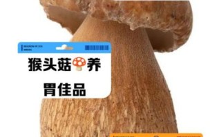 新鲜猴头菇怎么吃最好_新鲜猴头菇的功效与作用