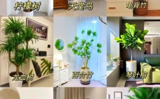 哪些植物净化空气效果最好_室内绿植怎么选