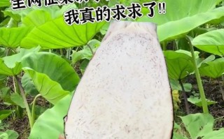 芋头手痒怎么办_怎么快速止痒