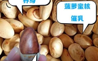 菠萝蜜核的功效与作用_怎么吃最好