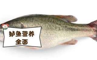 鲈鱼多少钱一斤_今日鲈鱼批发价格