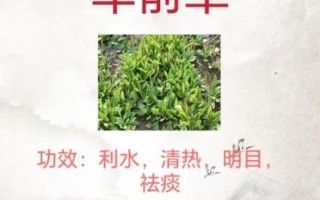 野外草药怎么辨认_常见草药有哪些功效