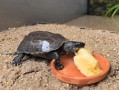 家养乌龟吃什么食物_家养乌龟可以吃什么蔬菜
