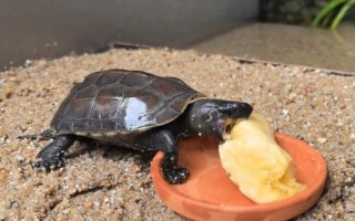 家养乌龟吃什么食物_家养乌龟可以吃什么蔬菜