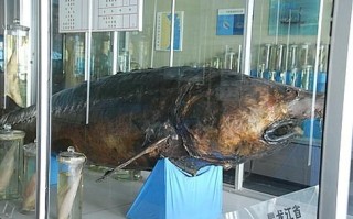 东北鳇鱼图片_东北鳇鱼长什么样