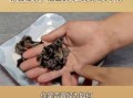 黑木耳要泡多久_冷水热水哪个更快