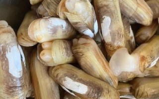 蛏子为什么怕盐_蛏子撒盐就出来原理