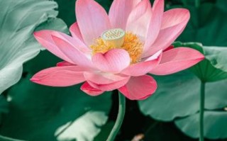 荷花图片大全大图高清_如何拍出高清荷花大片