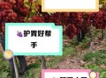 葡萄的功效与作用有哪些_吃葡萄会上火吗