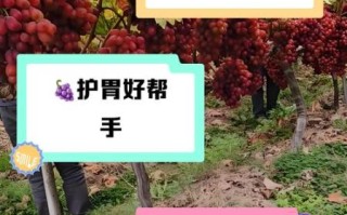 葡萄的功效与作用有哪些_吃葡萄会上火吗