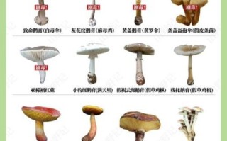 野生蘑菇种类大全_如何辨别有毒蘑菇 野生蘑菇种类大全_如何辨别有毒蘑菇